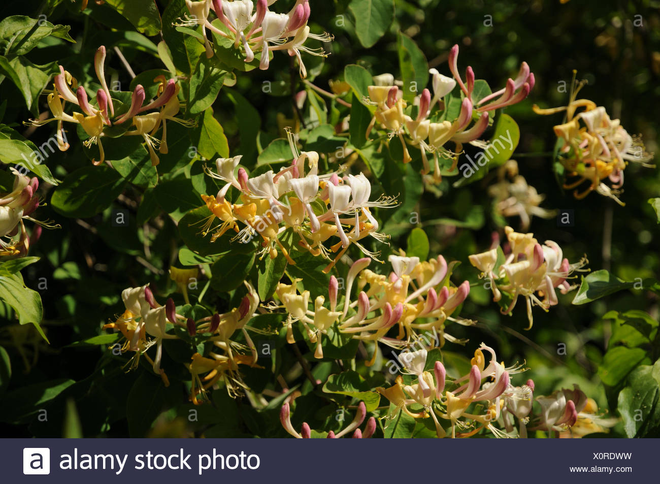 Honeysuckle Lonicera Caprifolium High Resolution Stock Photography and ...