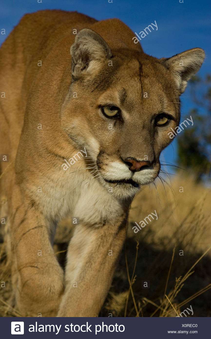 Big Kitty High Resolution Stock Photography and Images - Alamy
