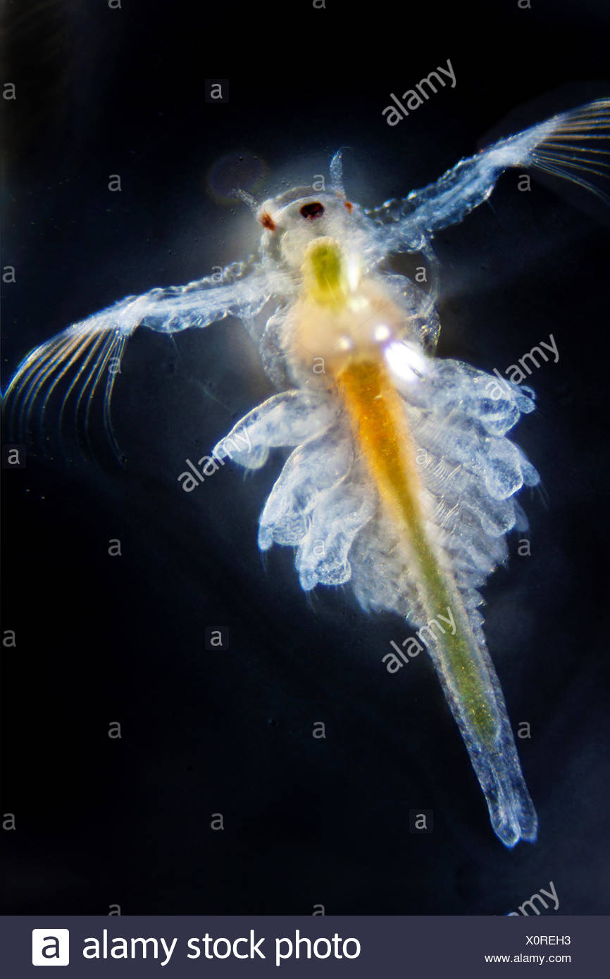 Nauplius Larva High Resolution Stock Photography and Images - Alamy