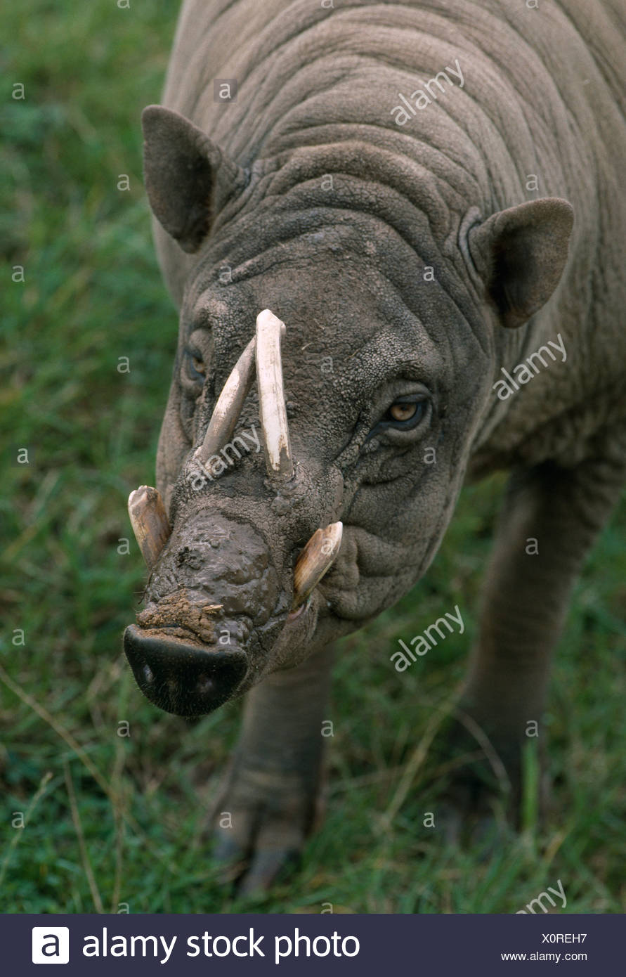 Babyrussa High Resolution Stock Photography and Images - Alamy