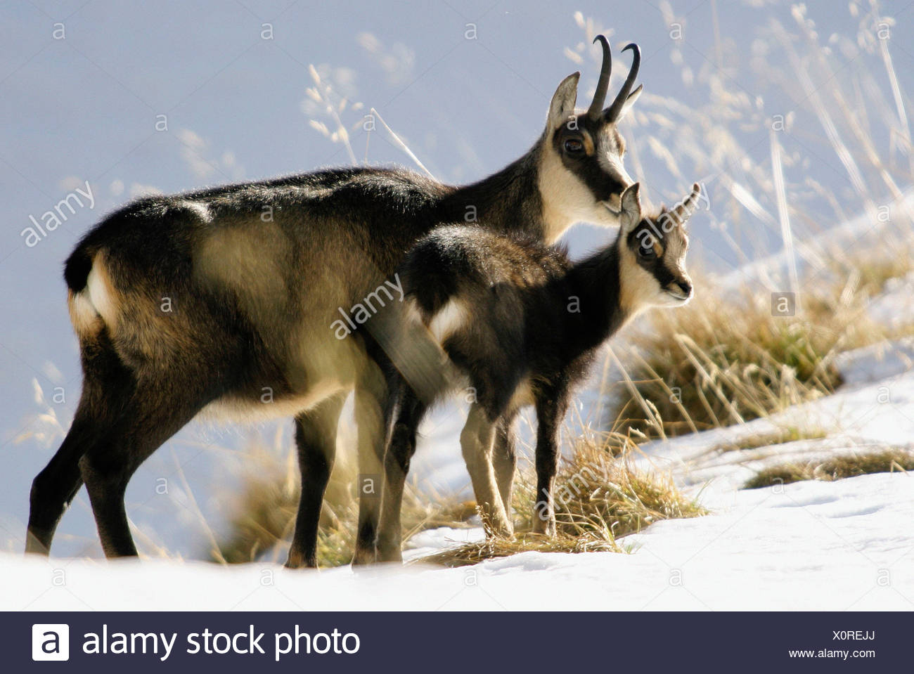 Gemse High Resolution Stock Photography and Images - Alamy