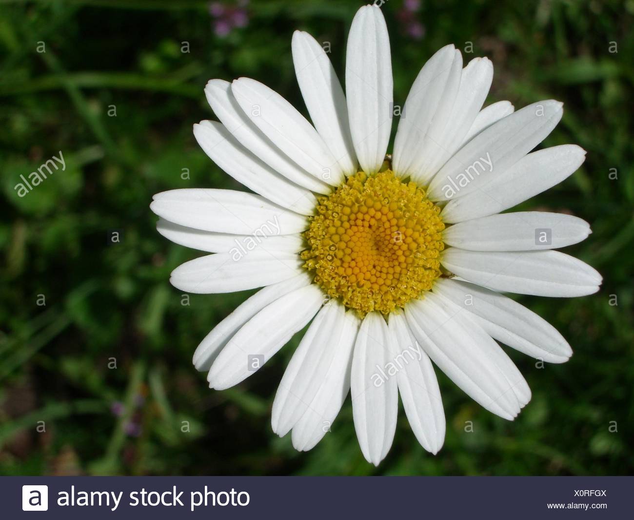 Alpen Marguerite High Resolution Stock Photography and Images - Alamy