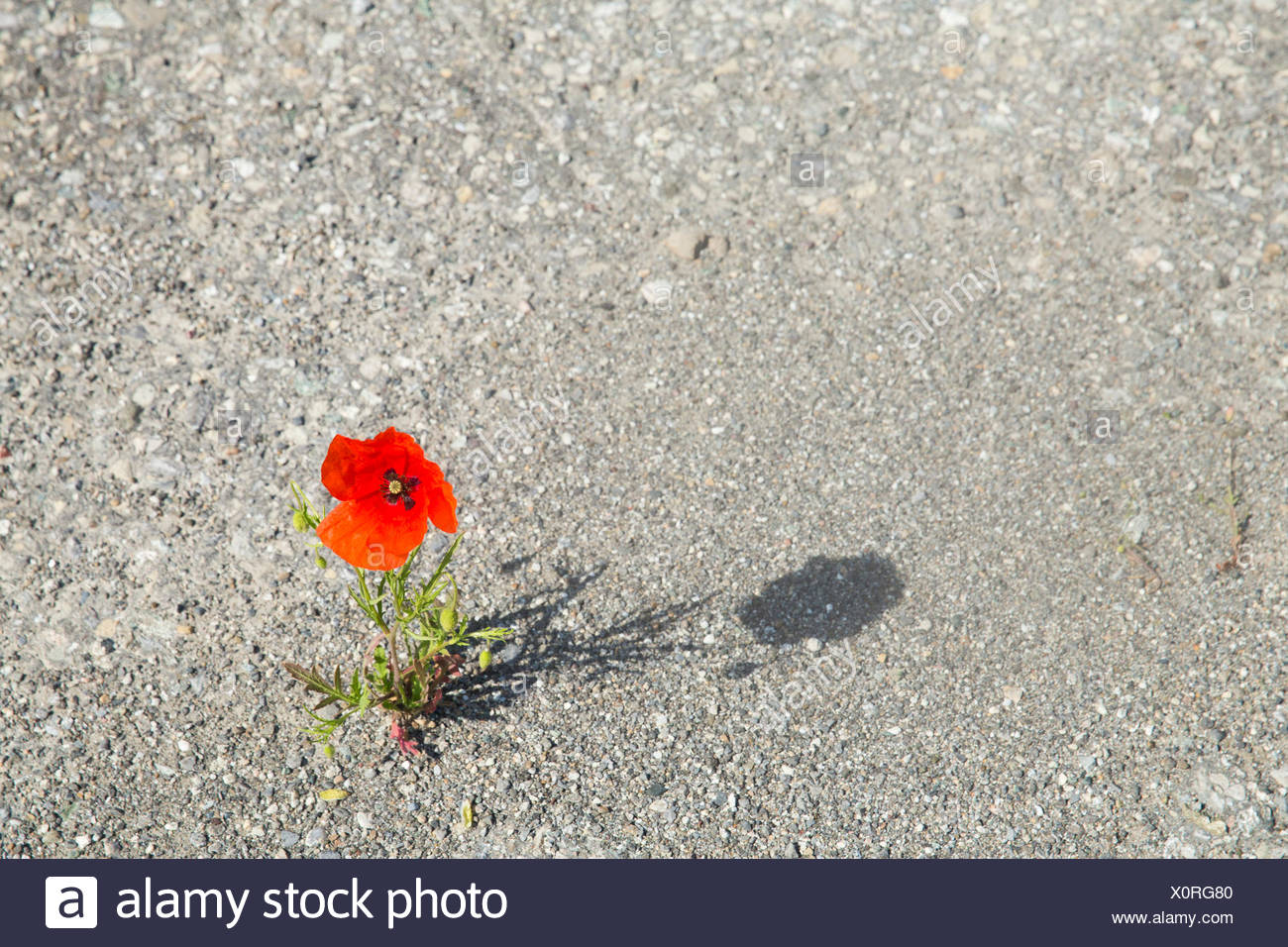 Poppy Flower Stock Photos & Poppy Flower Stock Images - Alamy