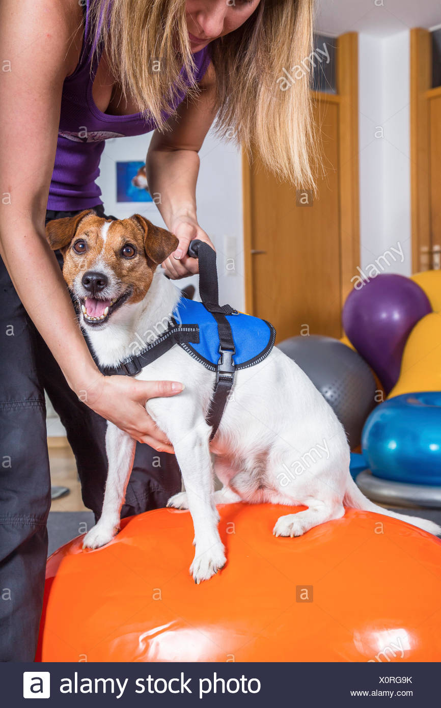 Animal Physiotherapy High Resolution Stock Photography and Images - Alamy