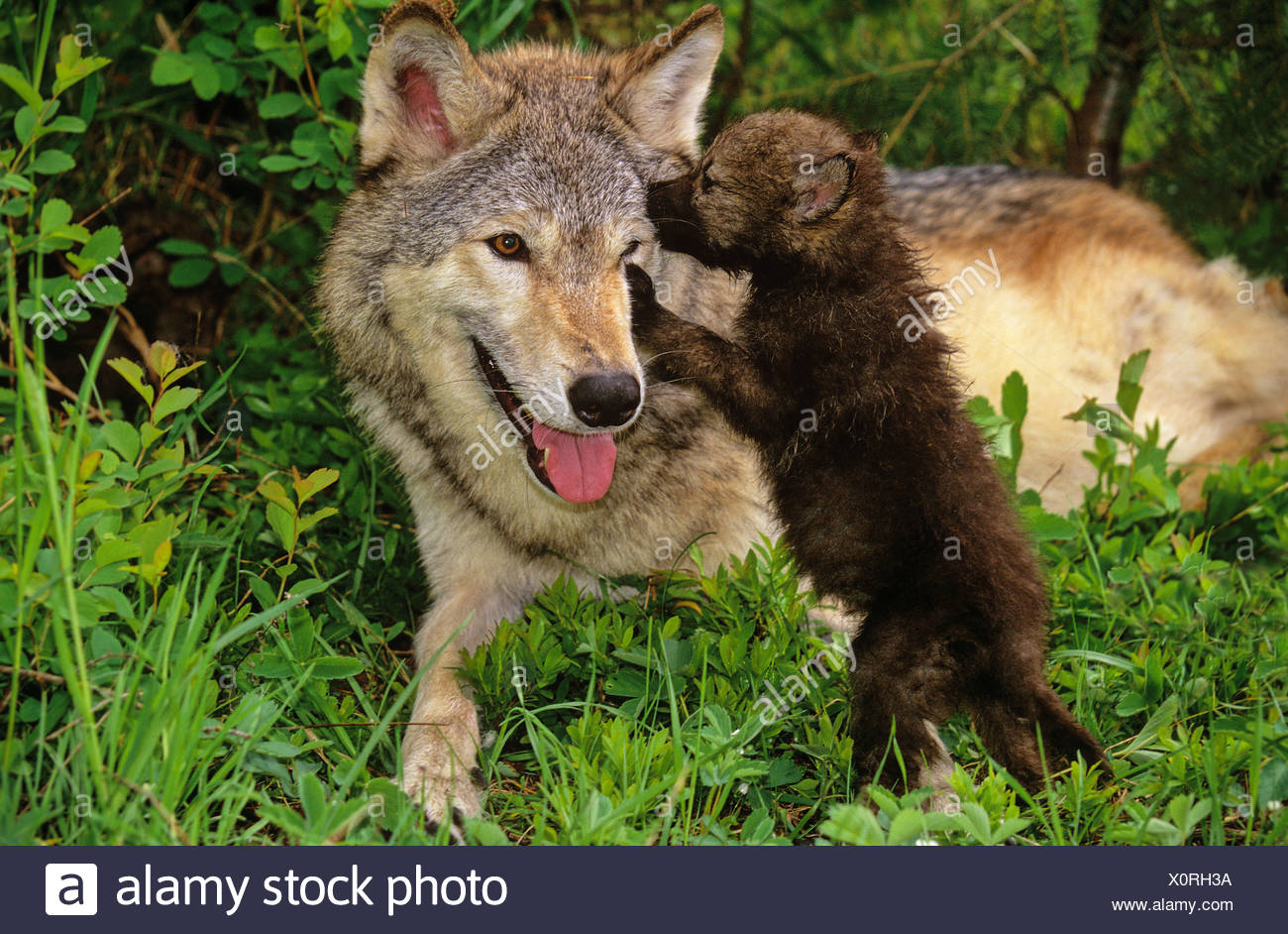 Wolf Pups Playing Stock Photos & Wolf Pups Playing Stock Images - Alamy