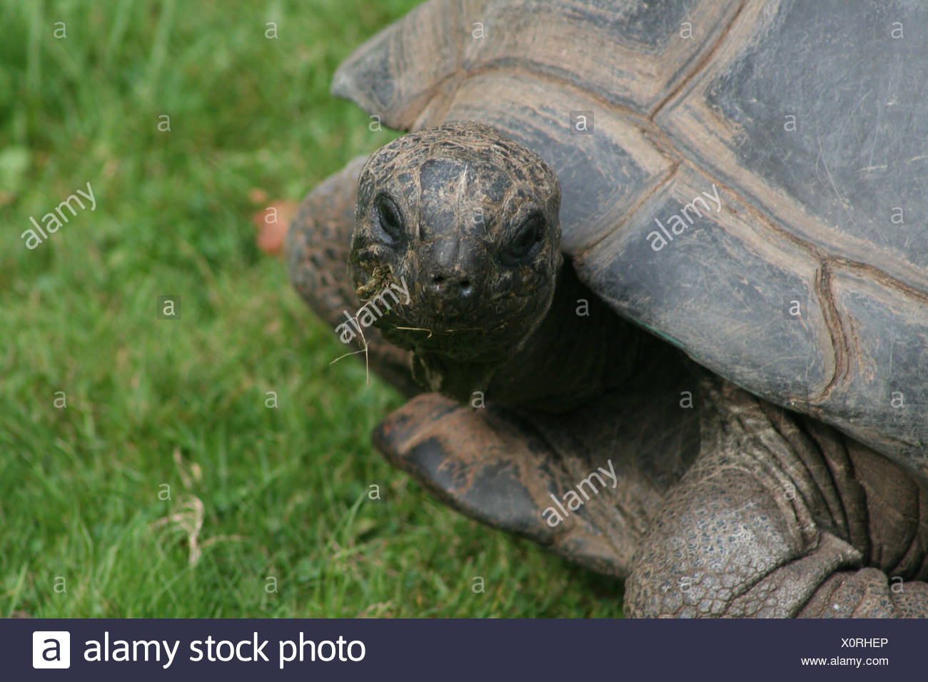 Colossuses High Resolution Stock Photography and Images - Alamy