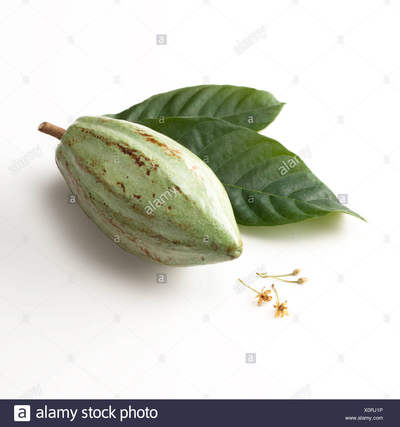 Bean Stick High Resolution Stock Photography and Images - Alamy