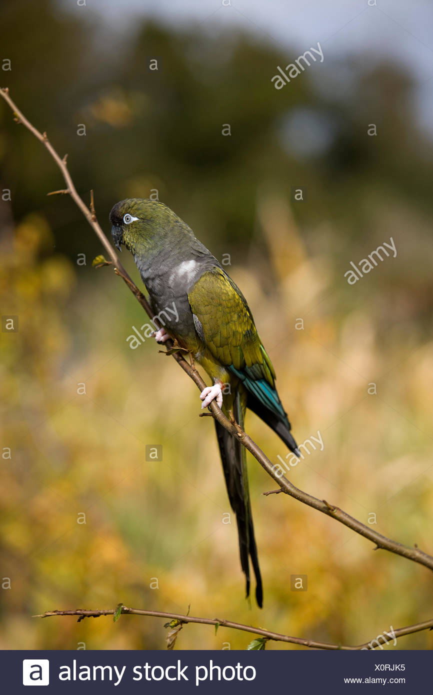 Patagonian Conure Or Burrowing Parakeet Stock Photos & Patagonian ...