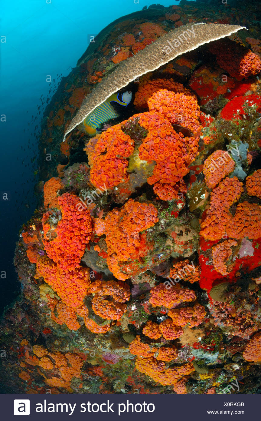 Tube Coral High Resolution Stock Photography and Images - Alamy