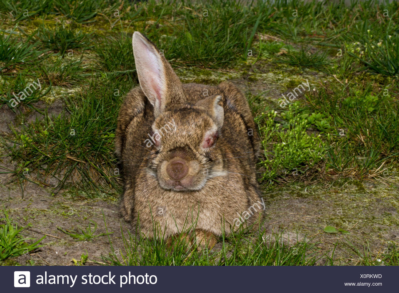 Rabbit With Myxomatosis High Resolution Stock Photography and Images ...