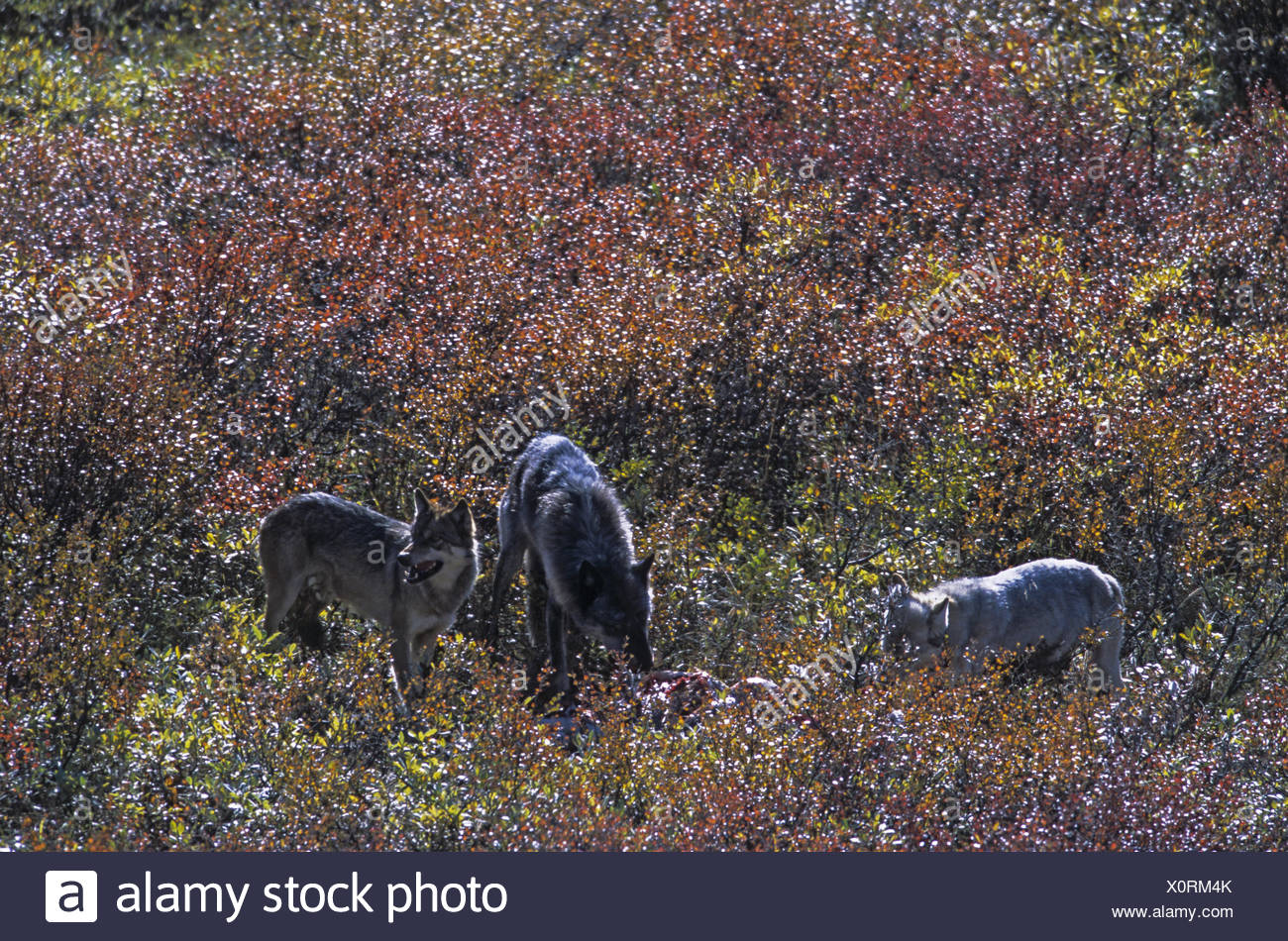 Wolfsriss High Resolution Stock Photography and Images - Alamy