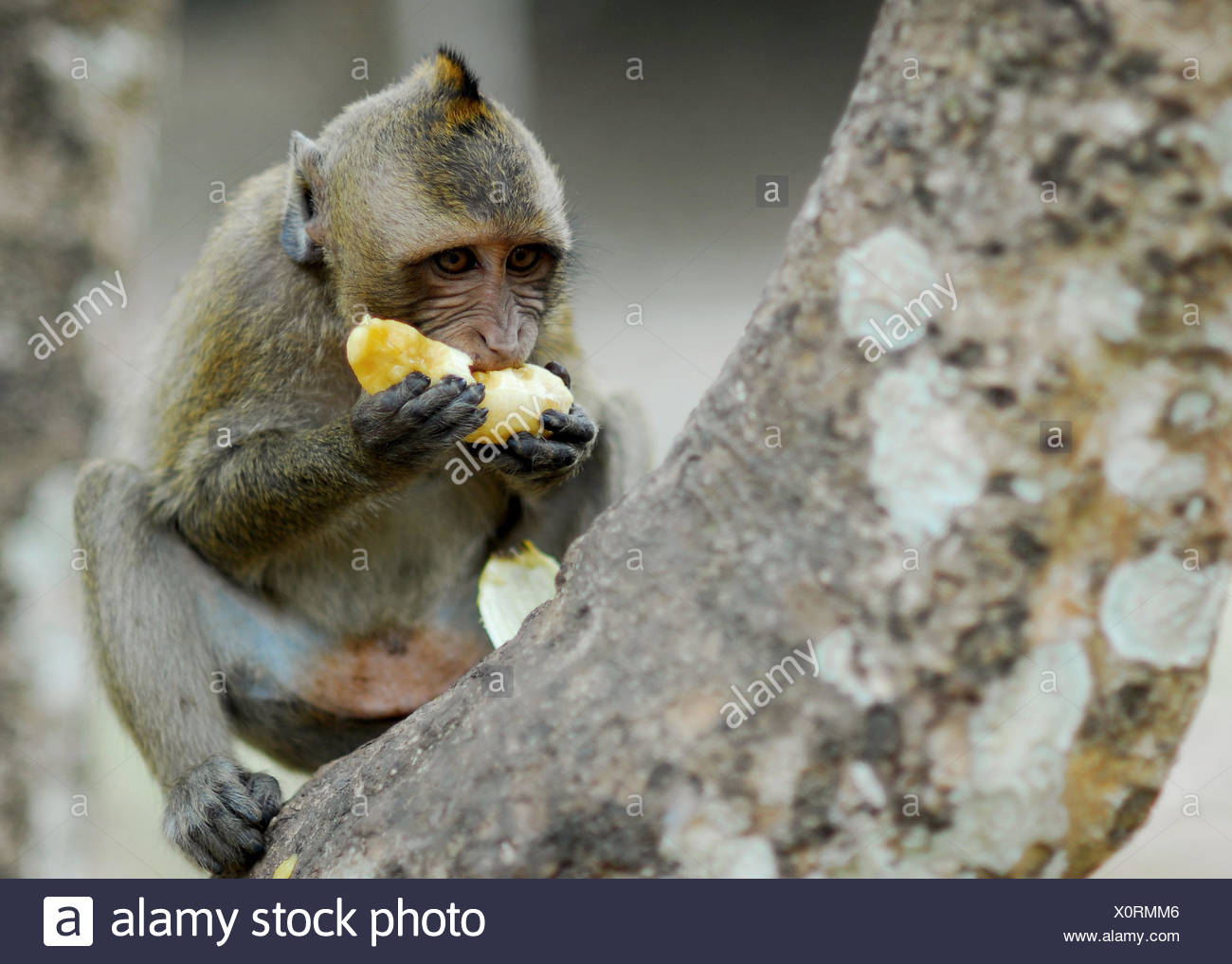 Monkey Banana Stock Photos & Monkey Banana Stock Images - Alamy