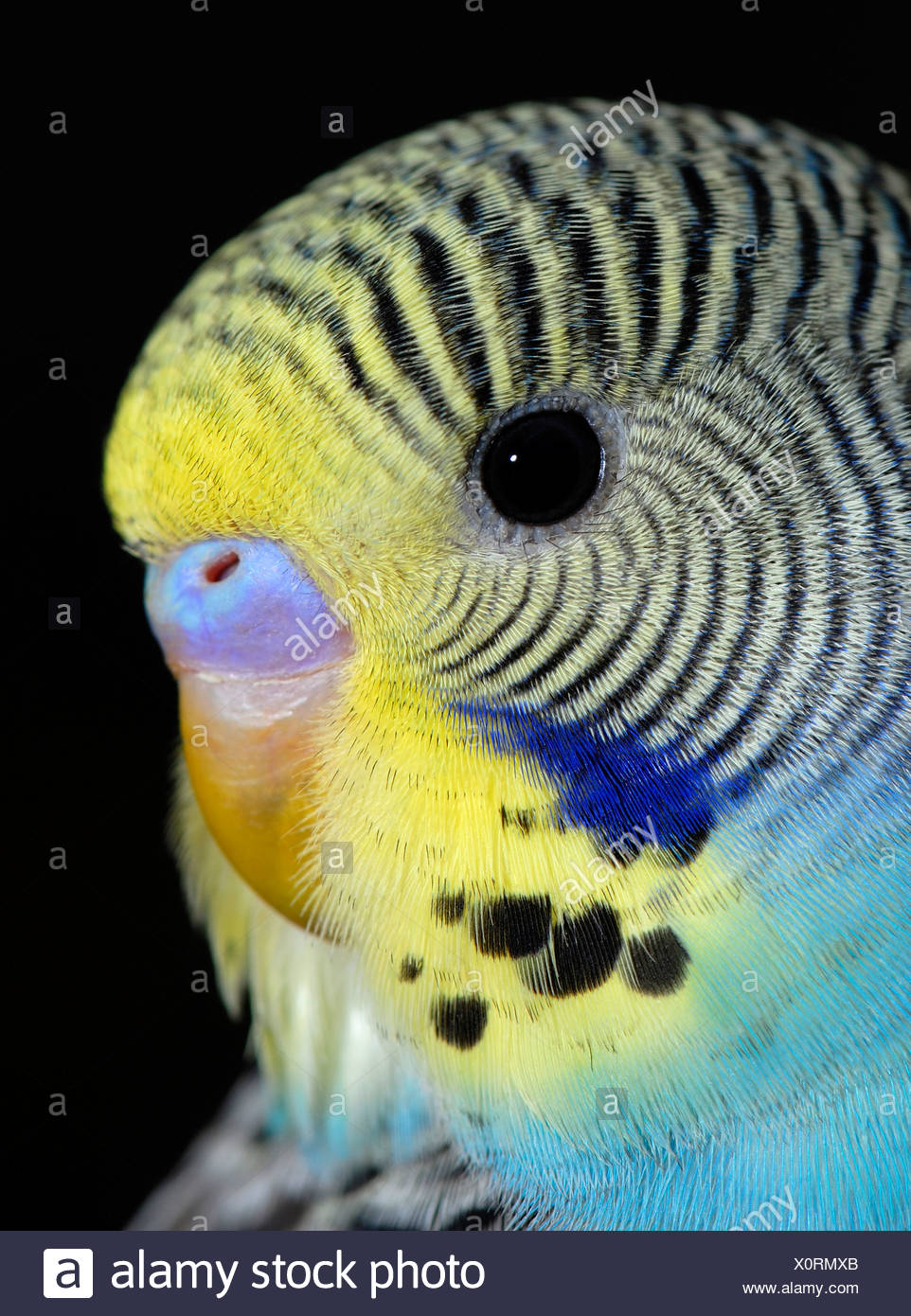 Budgerigar Budgie High Resolution Stock Photography and Images - Alamy