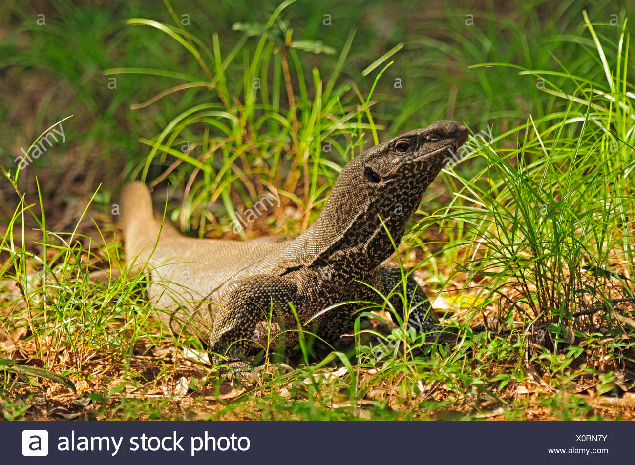 Bengal Common Indian Monitor Varanus High Resolution Stock Photography ...