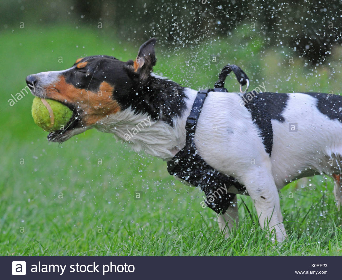 Dog With A Tennis Ball High Resolution Stock Photography and Images - Alamy