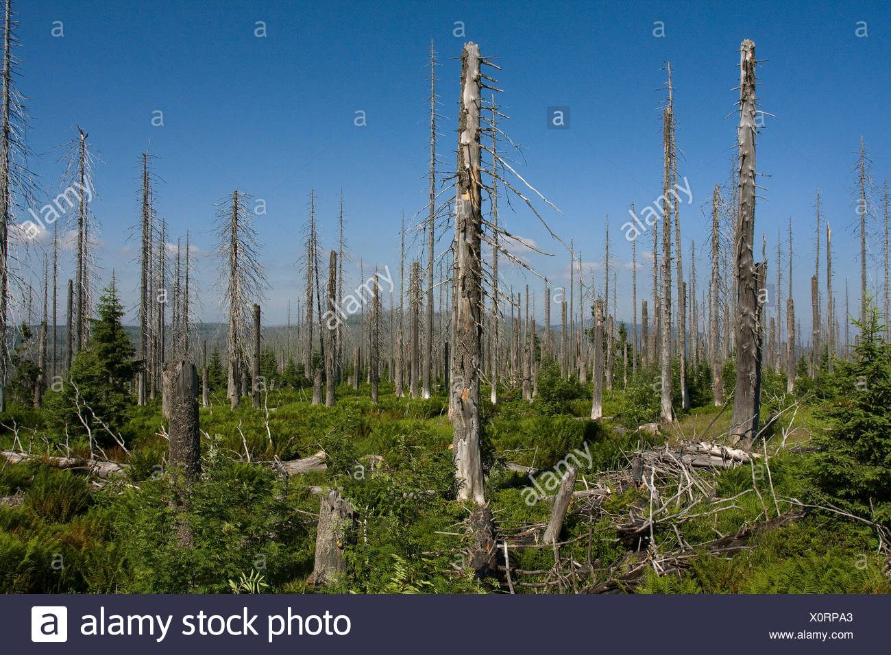Acid Rain Forest High Resolution Stock Photography and Images - Alamy