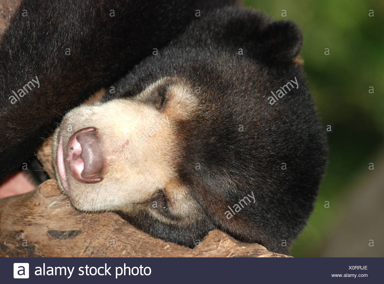 Southeast Asian Sun Bear Honey Stock Photos & Southeast Asian Sun Bear ...