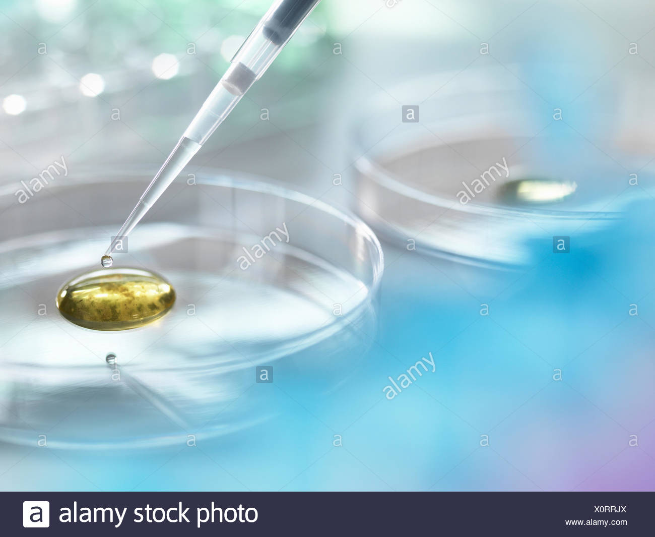 Agar Plate Bacteria High Resolution Stock Photography and Images - Alamy