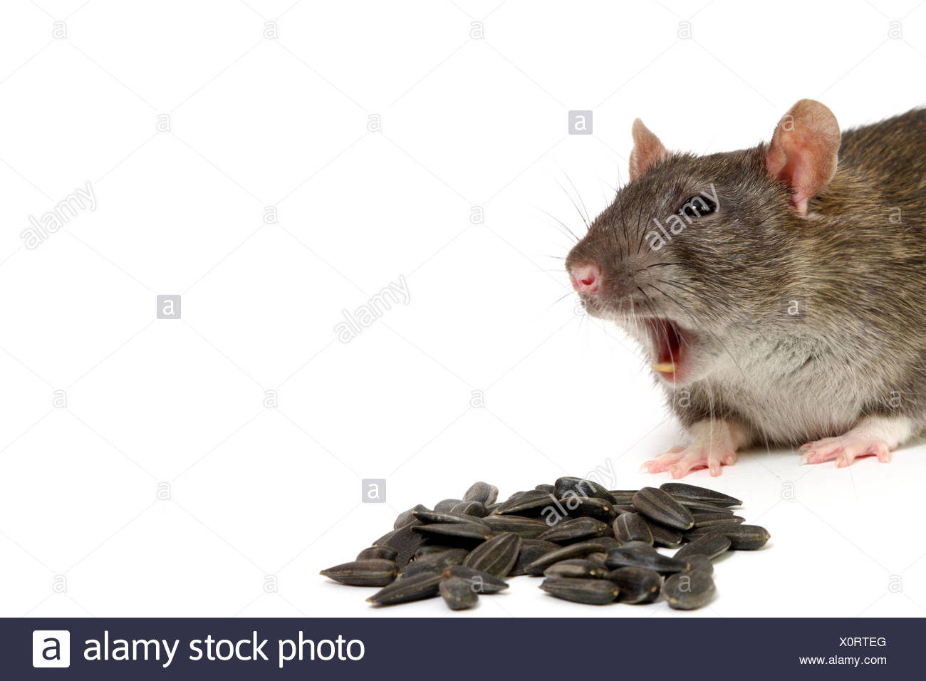 Rat Rodent Teeth High Resolution Stock Photography and Images - Alamy