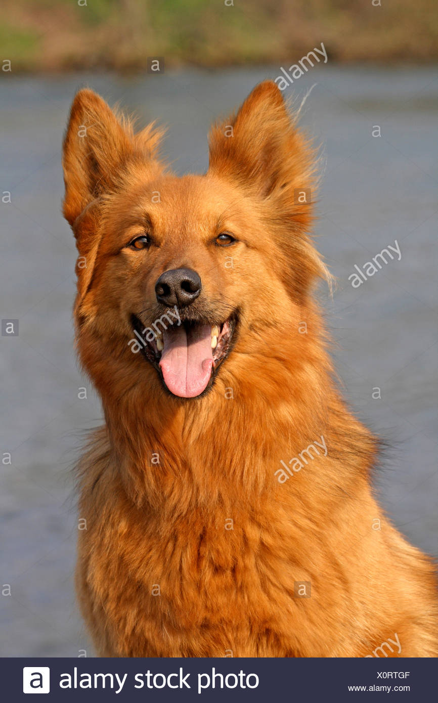 Harzer Fuchs High Resolution Stock Photography and Images - Alamy