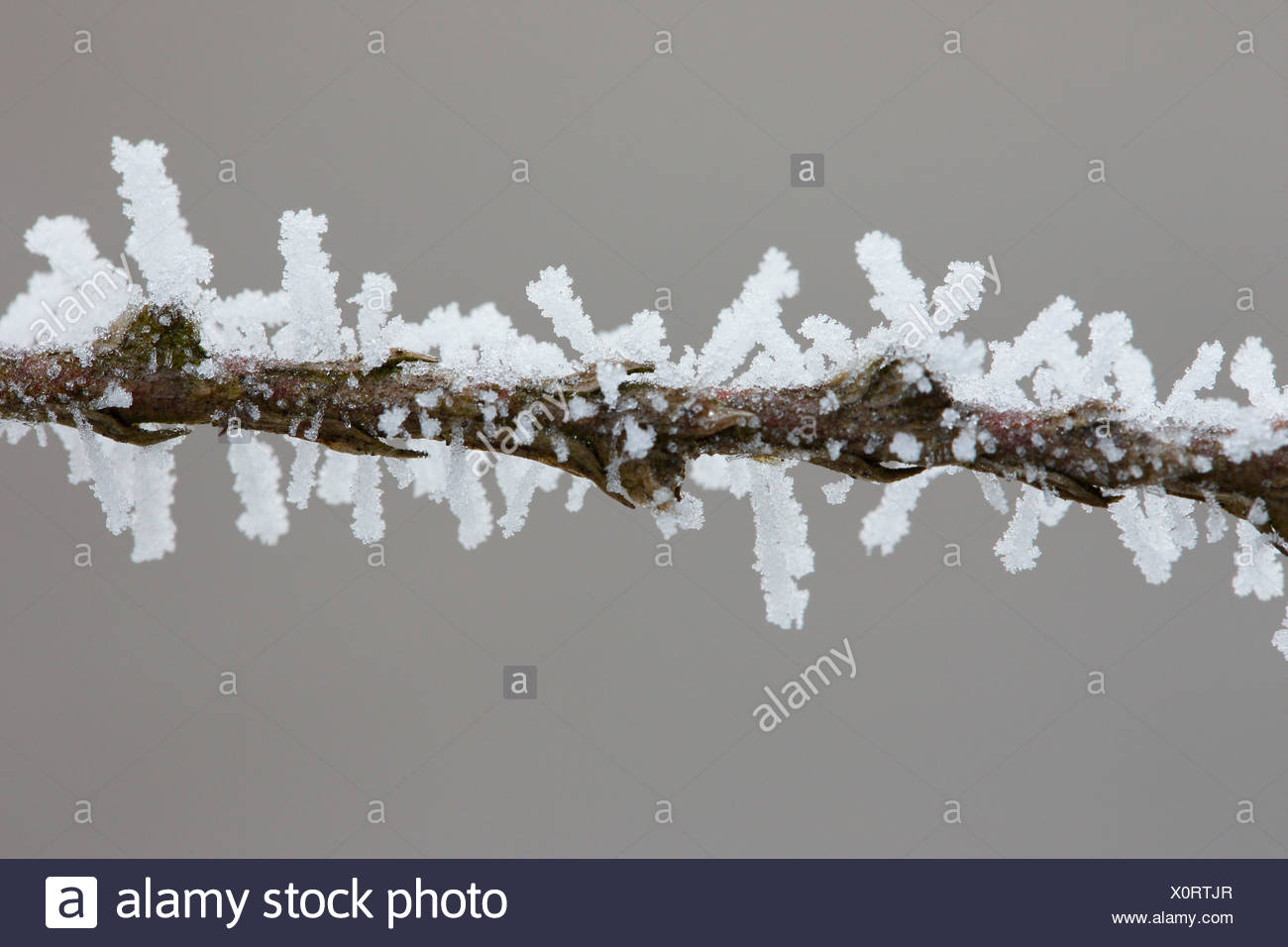 Tree Knot Stock Photos & Tree Knot Stock Images - Alamy