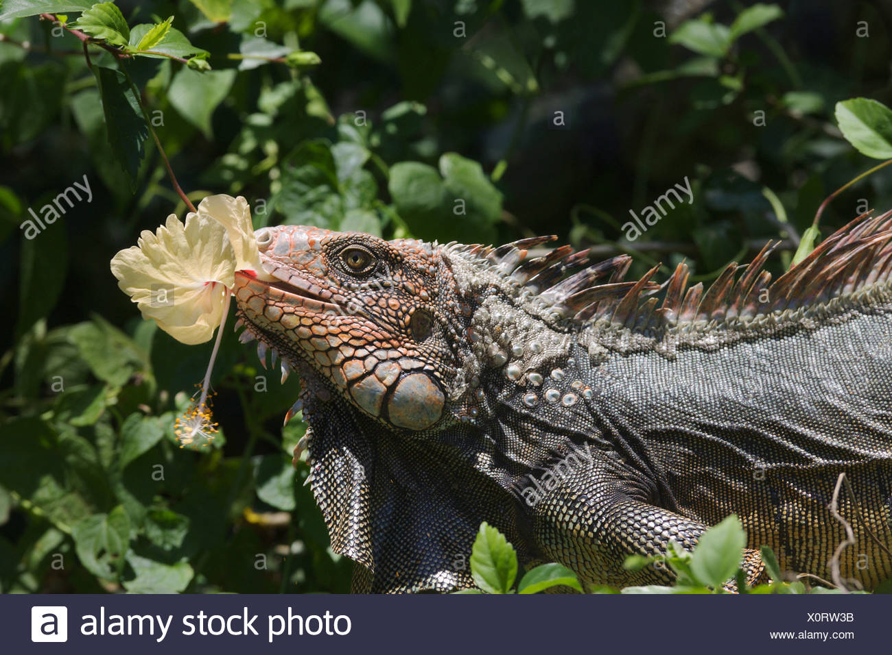 Iguana Eating Stock Photos & Iguana Eating Stock Images - Alamy