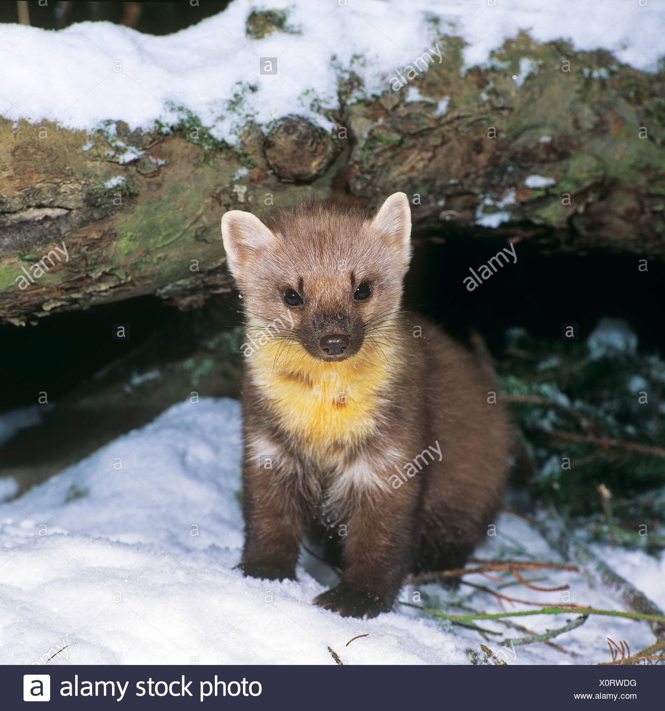 Pine Marten Stock Photos & Pine Marten Stock Images - Alamy