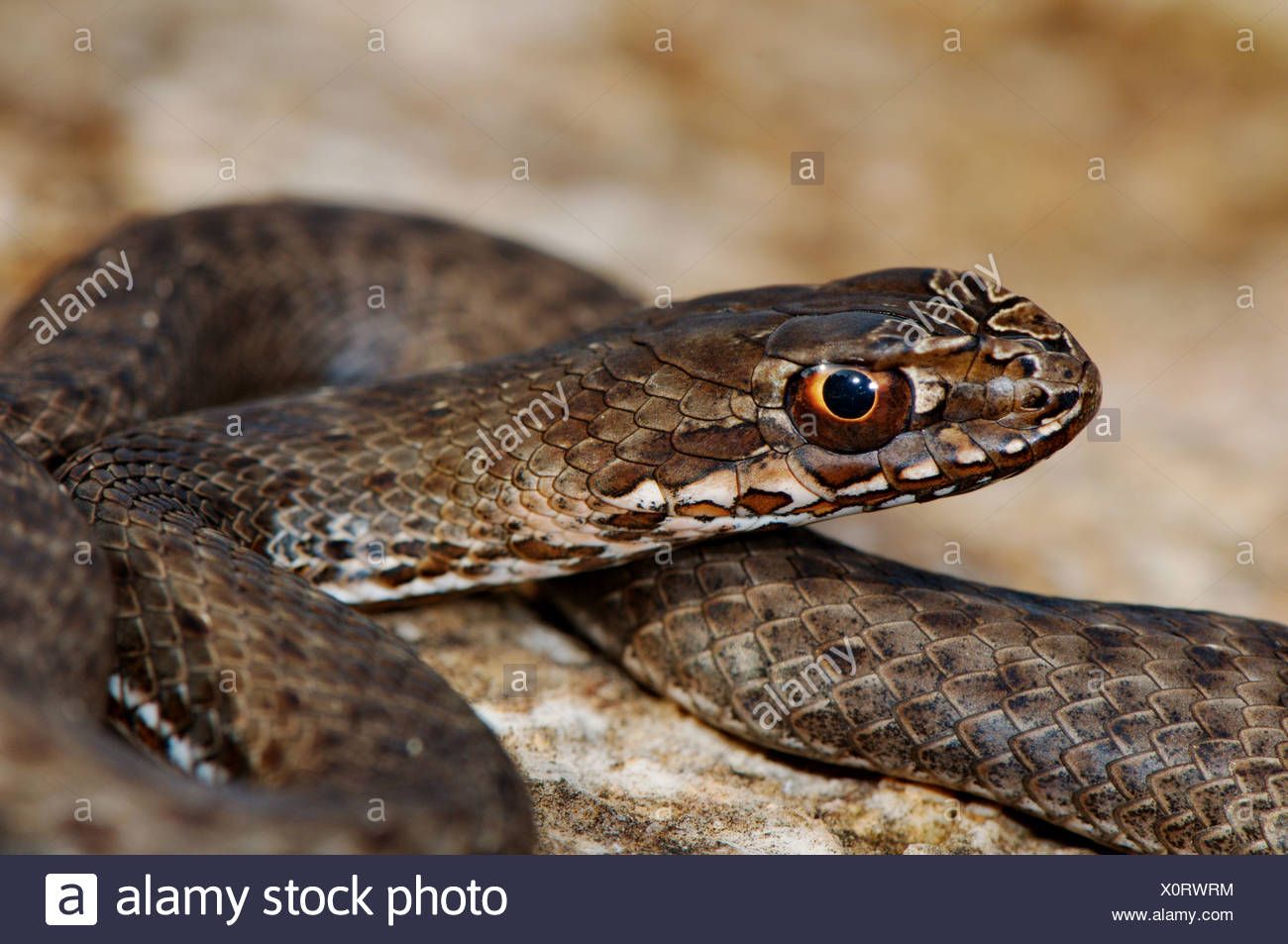 Montpellier Snake Malpolon Insignitus High Resolution Stock Photography ...