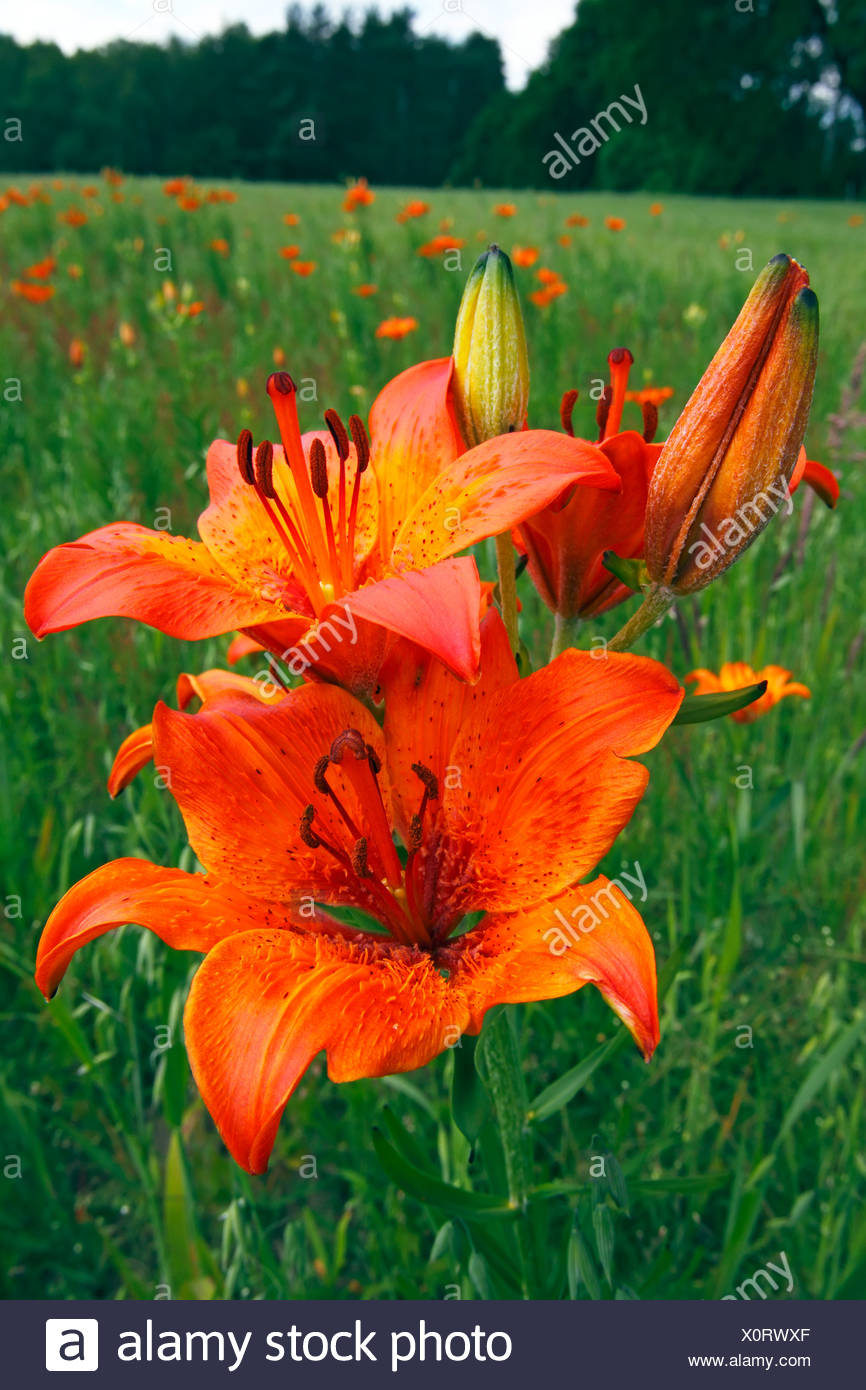 Lilium Lilies Flowering High Resolution Stock Photography and Images ...