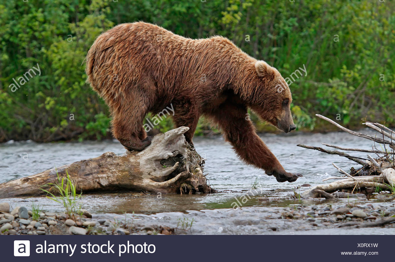 Ferocious Bear Stock Photos & Ferocious Bear Stock Images - Alamy