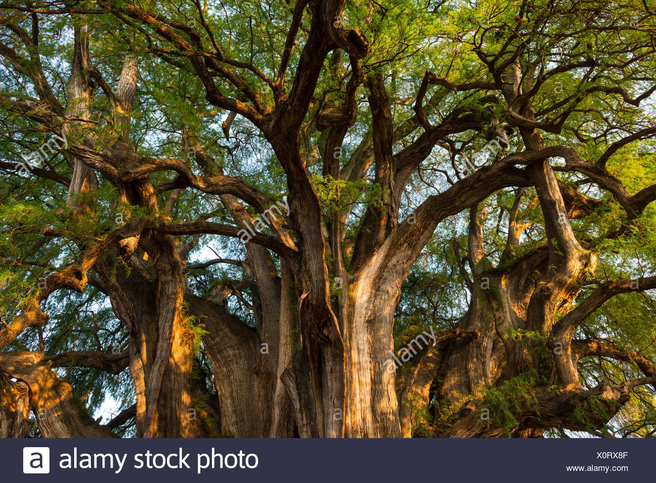 Arbol Del Tule Stock Photos & Arbol Del Tule Stock Images - Alamy