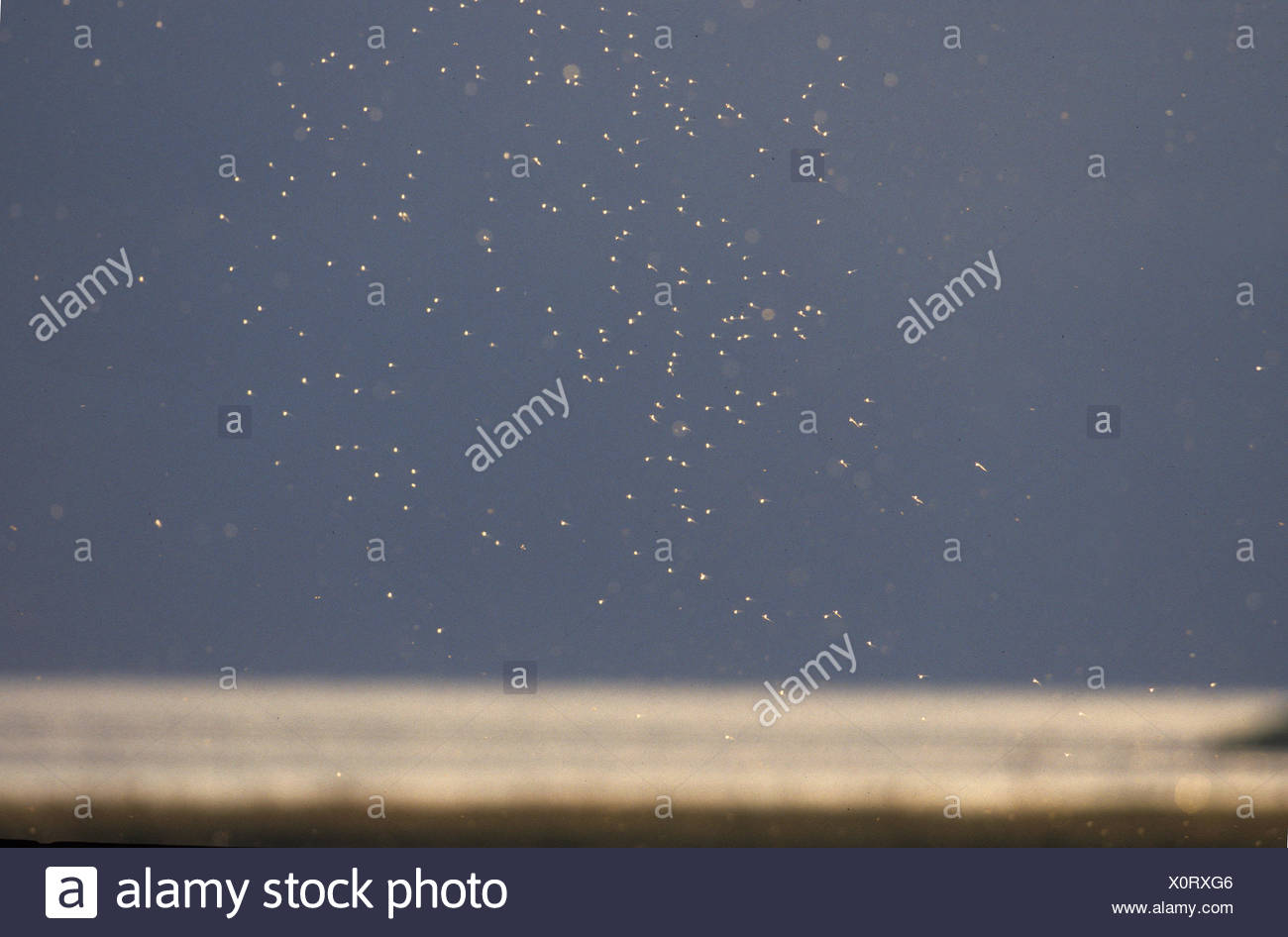 Swarm Of Midges High Resolution Stock Photography and Images - Alamy