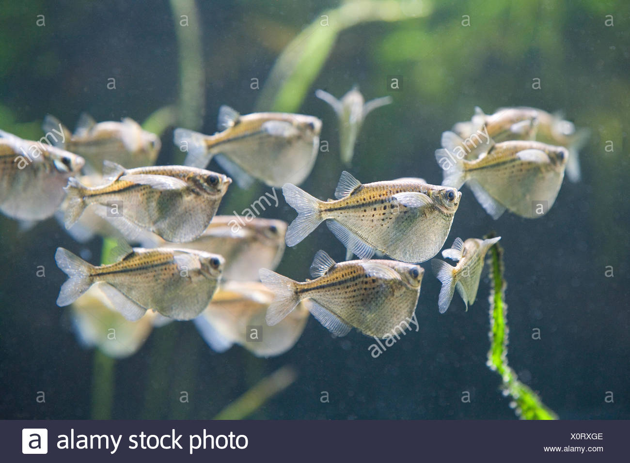 Freshwater Hatchetfish High Resolution Stock Photography and Images - Alamy