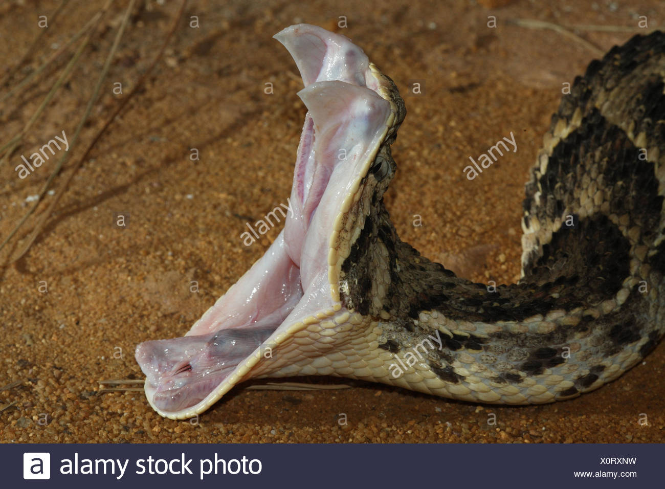Viper Attack Stock Photos & Viper Attack Stock Images - Alamy