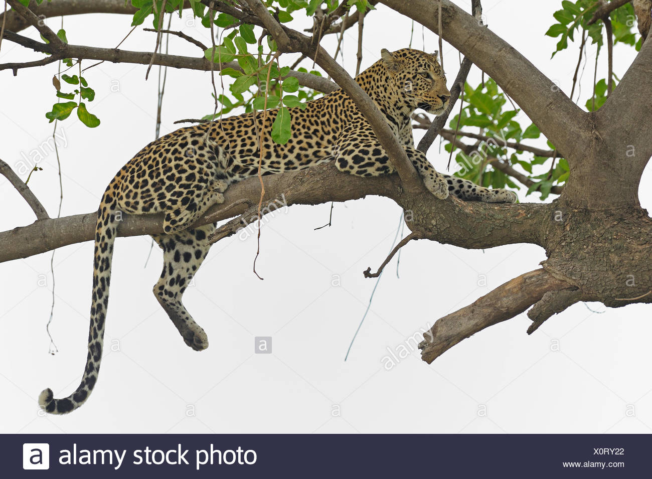 Leopard Sitting On Tree High Resolution Stock Photography and Images ...