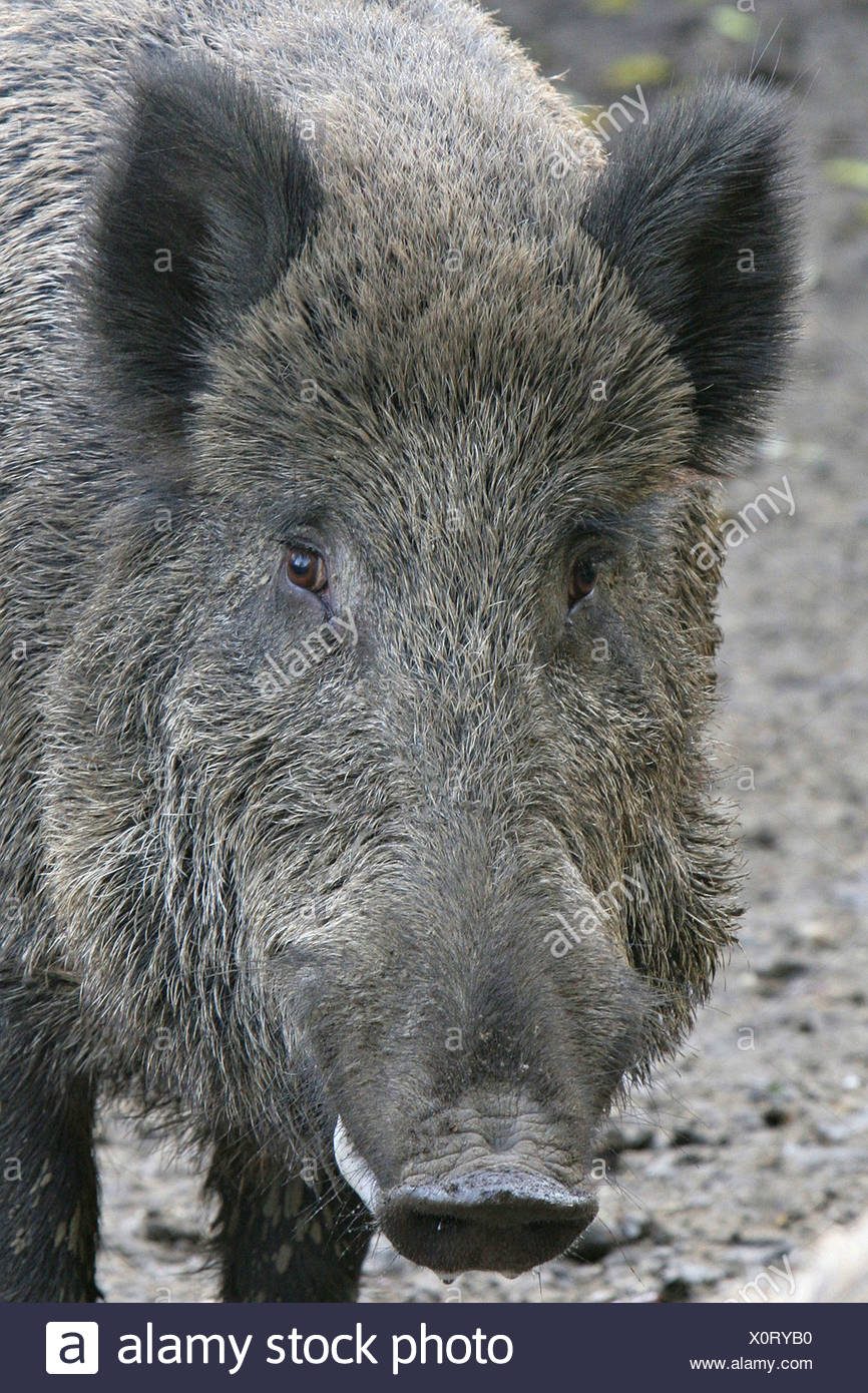 France Wild Boar Stock Photos & France Wild Boar Stock Images - Alamy
