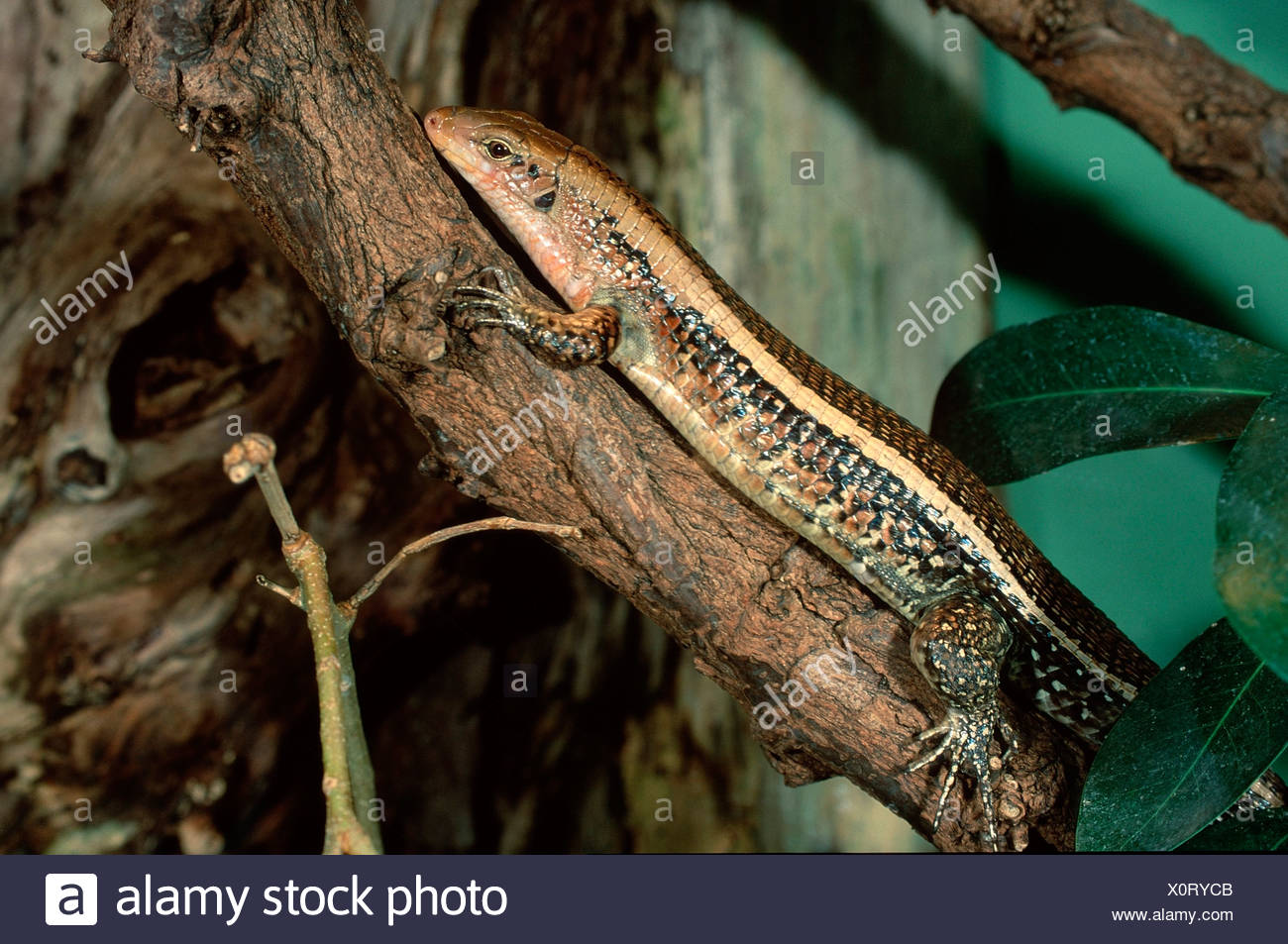 Zonosaurus High Resolution Stock Photography and Images - Alamy
