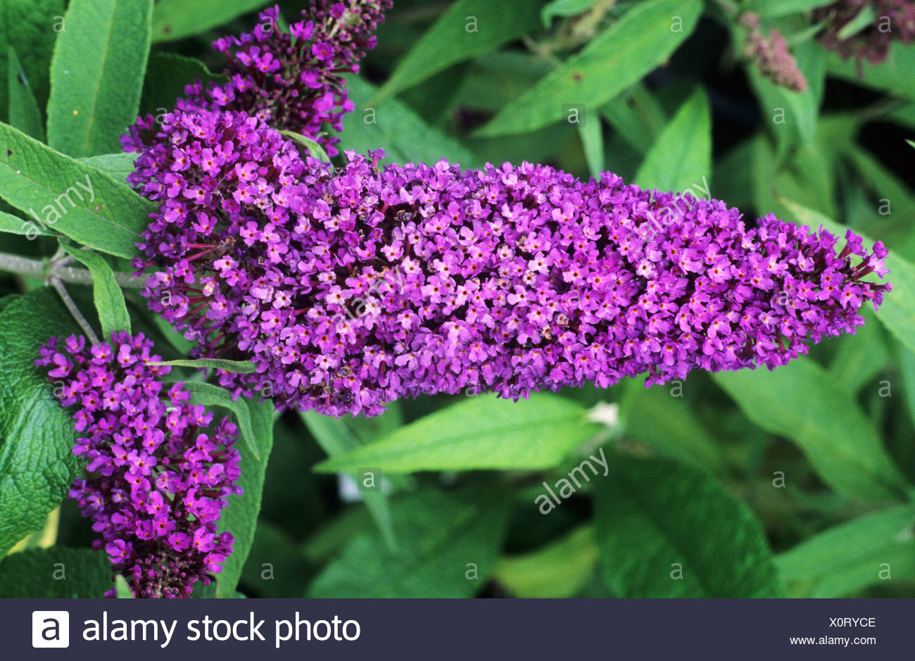 Dwarf Butterfly Bush High Resolution Stock Photography and Images - Alamy