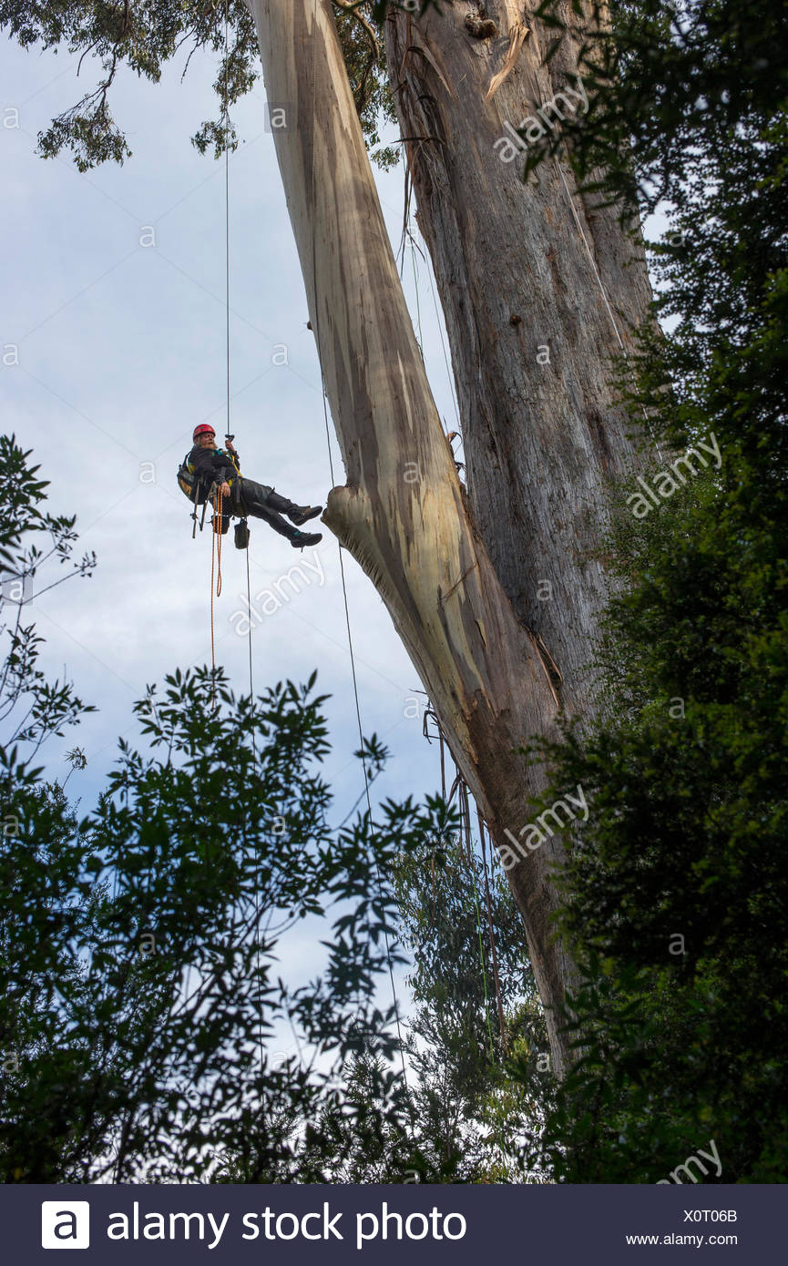 Mountain Ash Tasmania Stock Photos & Mountain Ash Tasmania Stock Images ...
