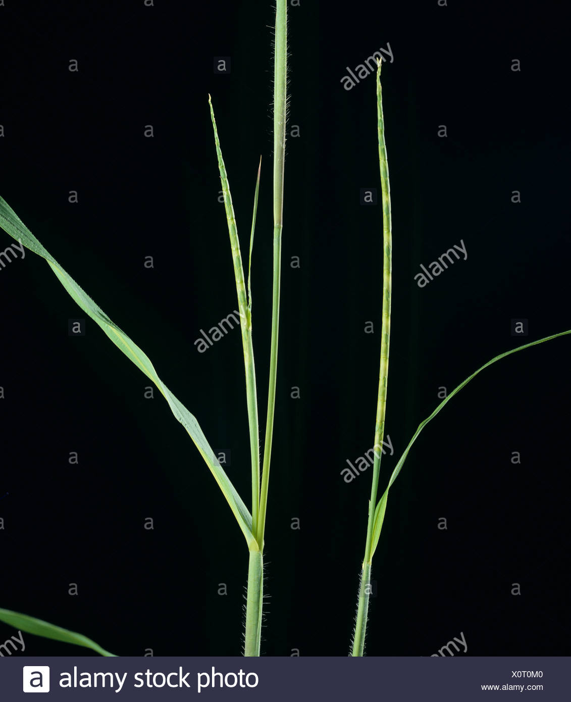 Itch Weed High Resolution Stock Photography and Images - Alamy