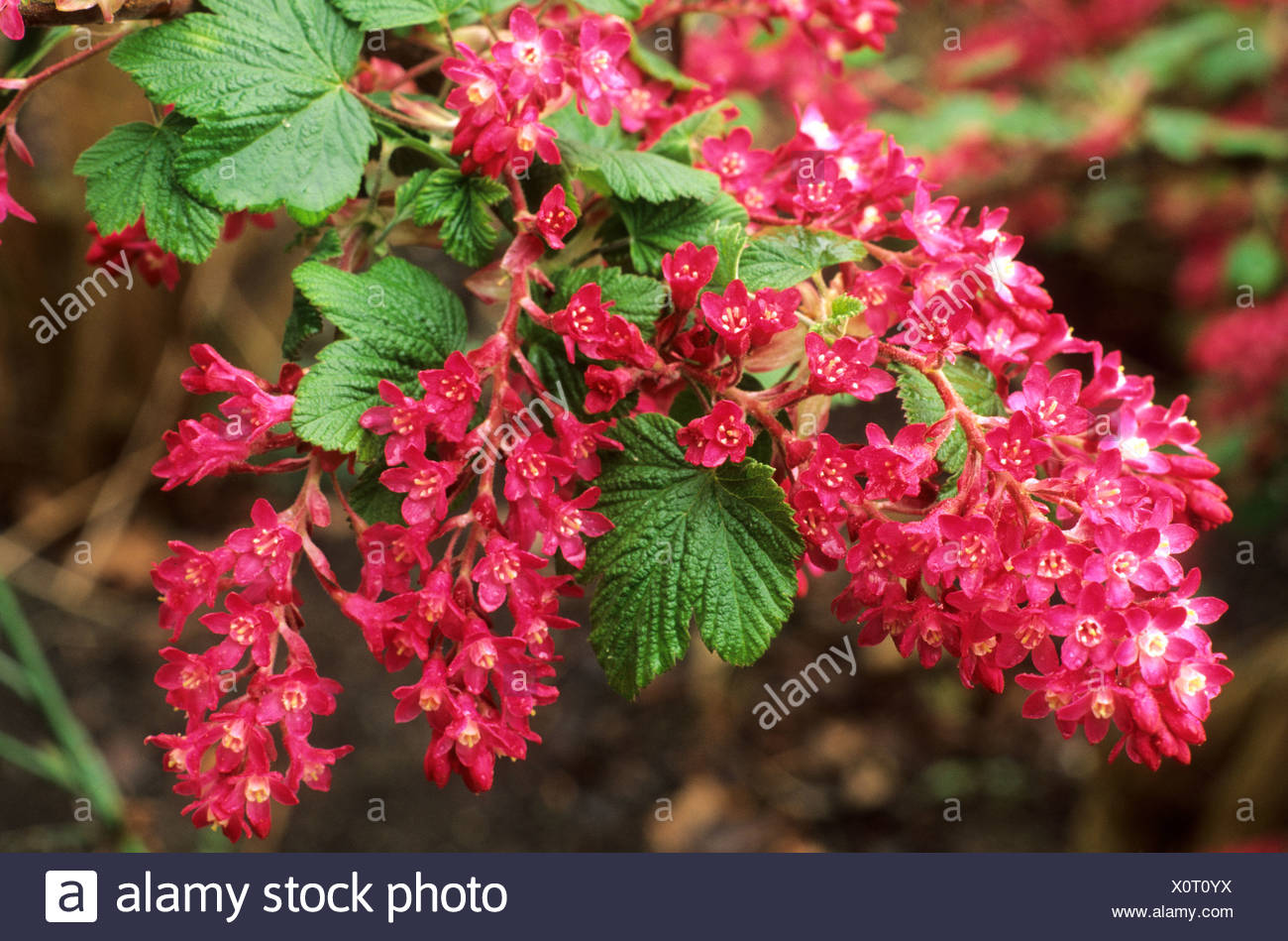 Ribes Sanguineum King Edward Vii High Resolution Stock Photography and ...