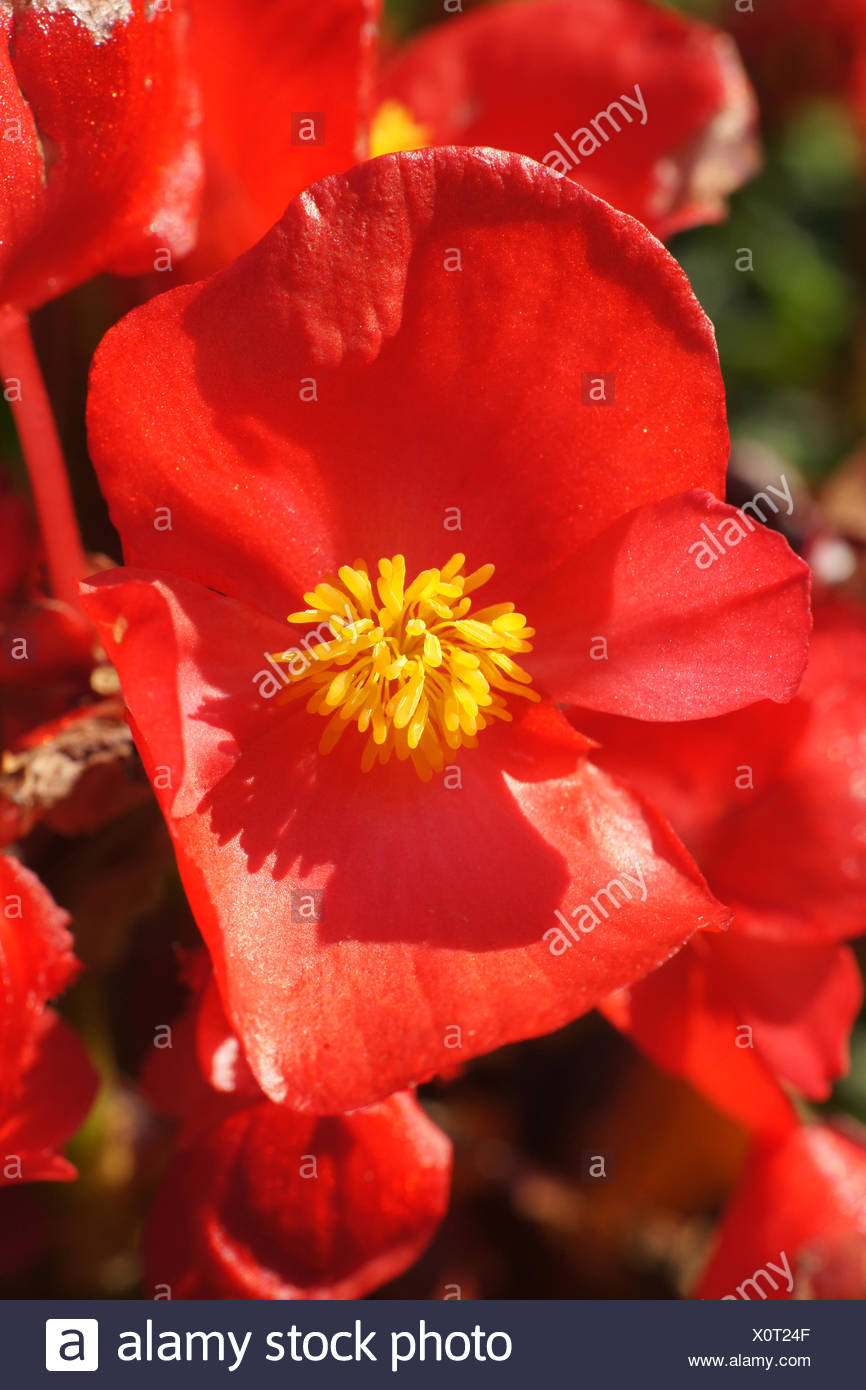 Begonia X Hortensis High Resolution Stock Photography and Images - Alamy