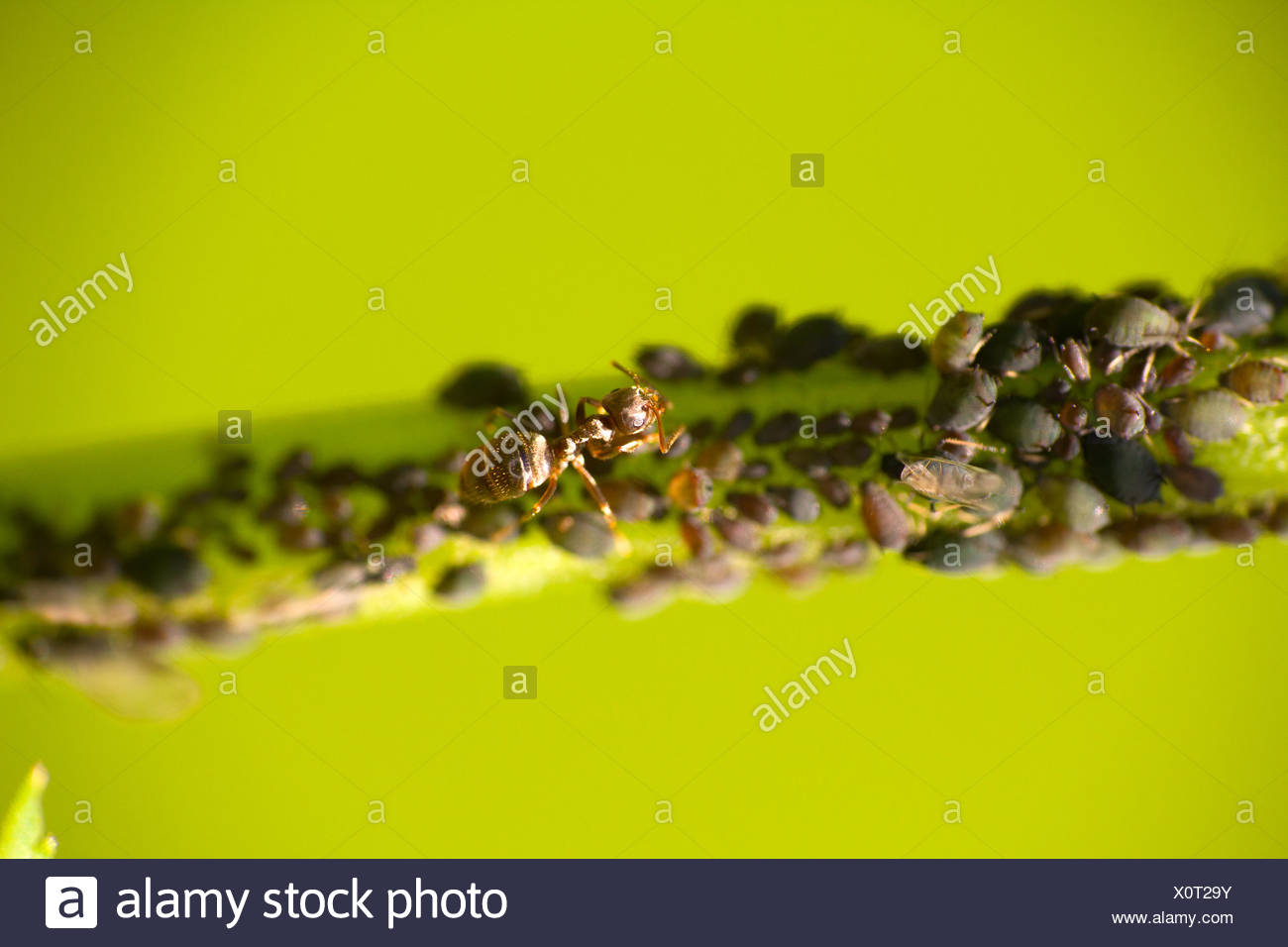 Aphis High Resolution Stock Photography and Images - Alamy