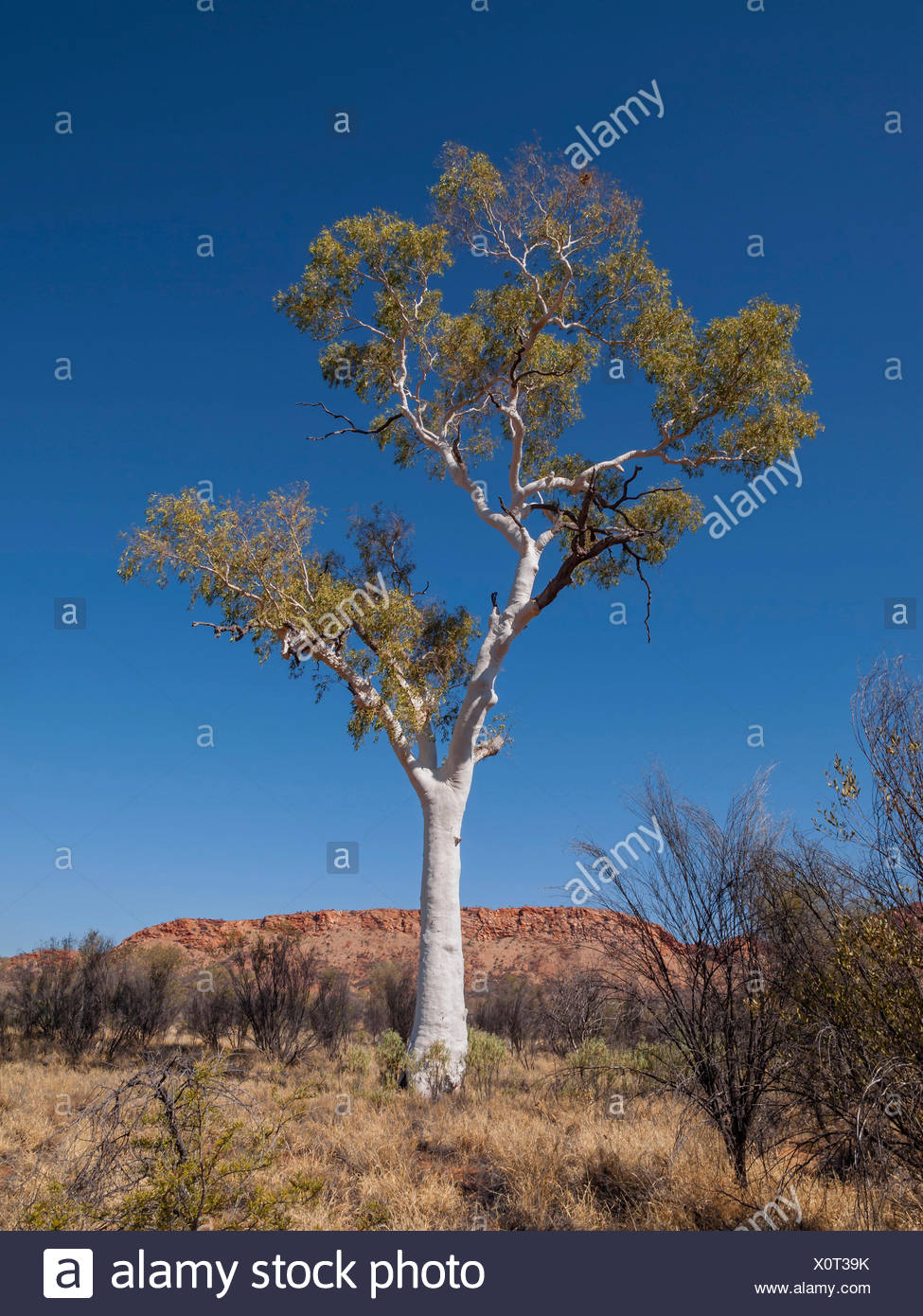 Ghost Gum Tree Stock Photos & Ghost Gum Tree Stock Images - Alamy