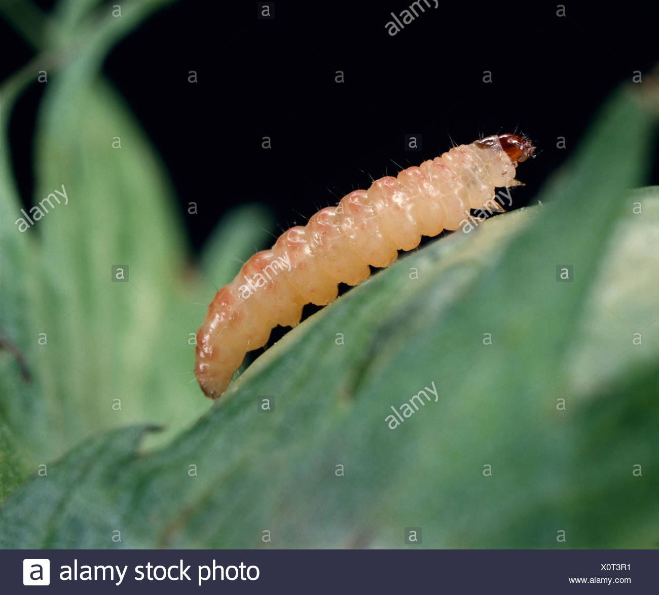 Pink Bollworm Moth Larva High Resolution Stock Photography and Images ...