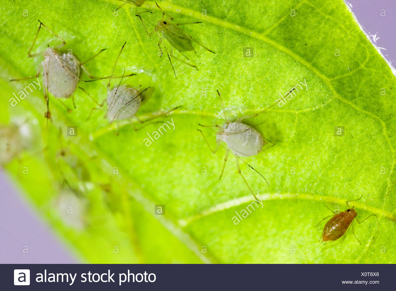 Plant Parasite High Resolution Stock Photography and Images - Alamy