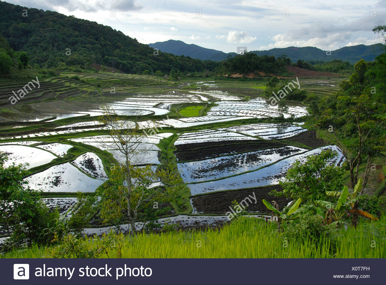 Rice Paddy Stock Photos & Rice Paddy Stock Images - Alamy