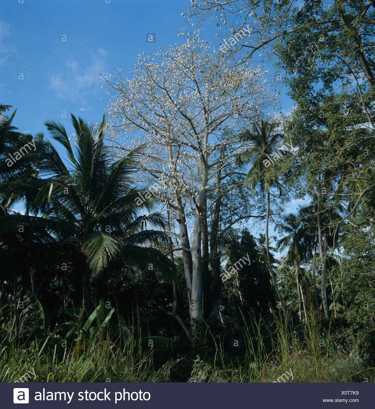 Silk Cotton Tree High Resolution Stock Photography and Images - Alamy