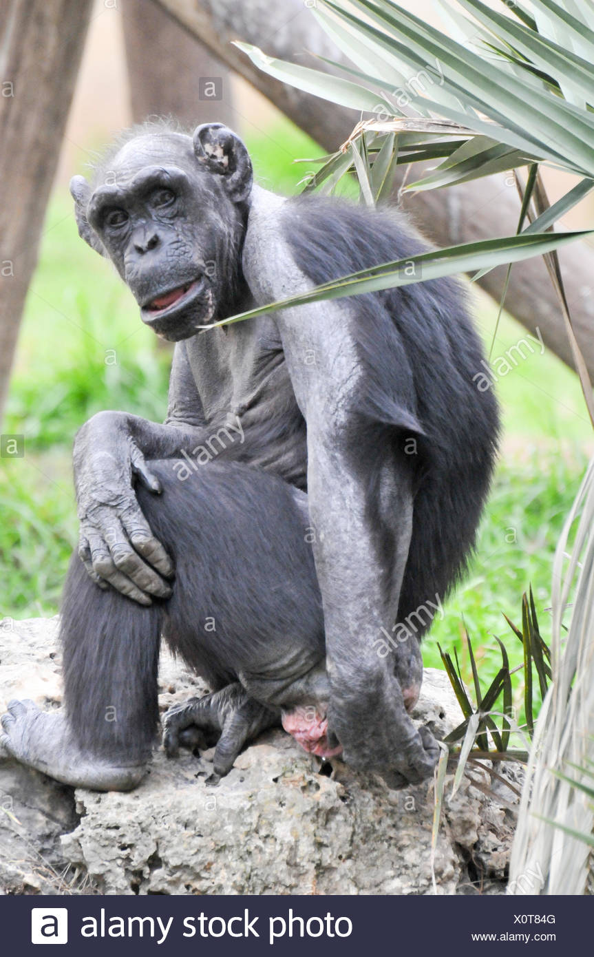 Pongid Stock Photos & Pongid Stock Images - Alamy