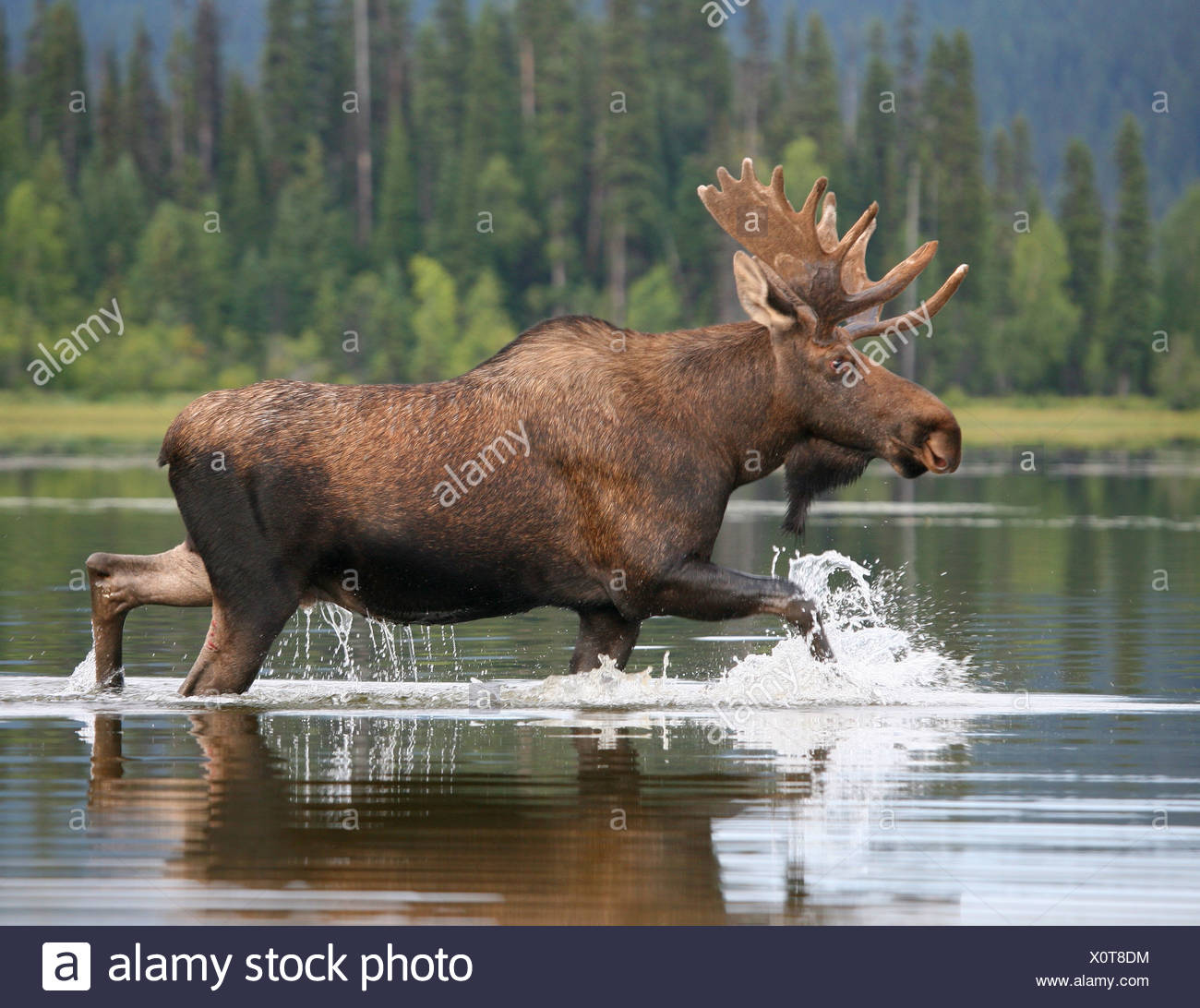 Bull Moose Canada Stock Photos & Bull Moose Canada Stock Images - Alamy